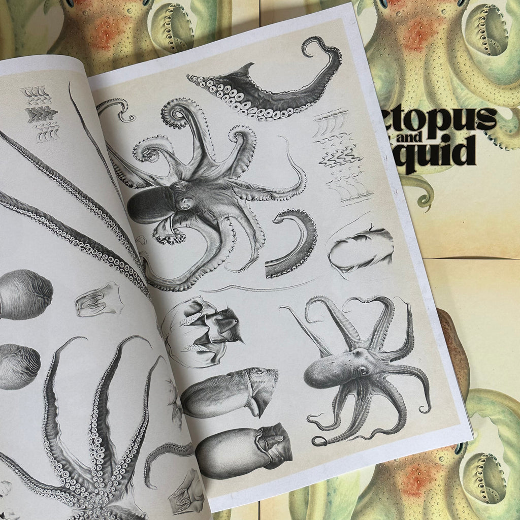 Octopus & Squid – BELZEL BOOKS